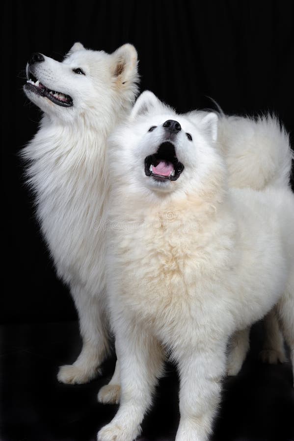 Two fluffy Samoyed dogs stock image. Image of pretty - 126809649