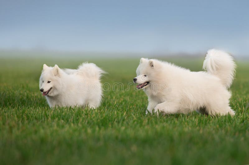 Two samoyed dog play stock image. Image of outdoor, cute - 182609327
