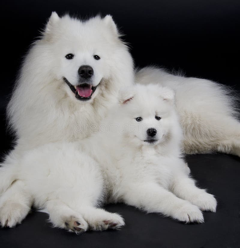 Samoyed dogs stock photo. Image of laika, animal, nose - 31778684