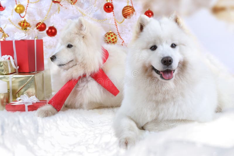Two Samoyed Dogs at Christmas Stock Image - Image of samoyed, breed ...