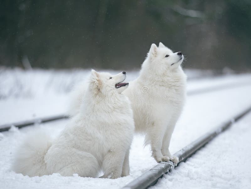 Two Samoyed husky sitting stock photo. Image of cute - 116459874