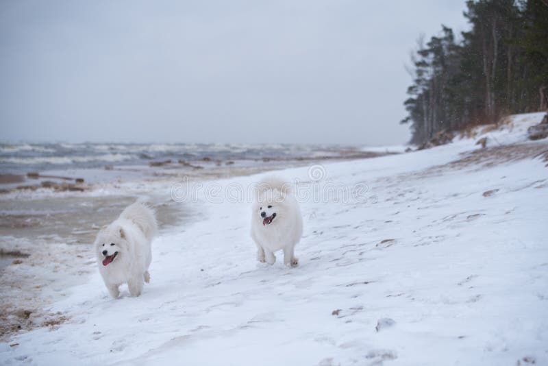 Two Samoyed White Dogs are Running on Snow Beach in Latvia Stock Photo ...