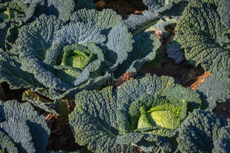 Two savoy cabbage plants stock image. Image of production - 256128223