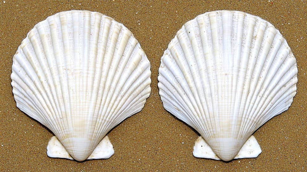 Two Scallop Shells on Beach Sand, Ocean Background, Decorative Stock ...