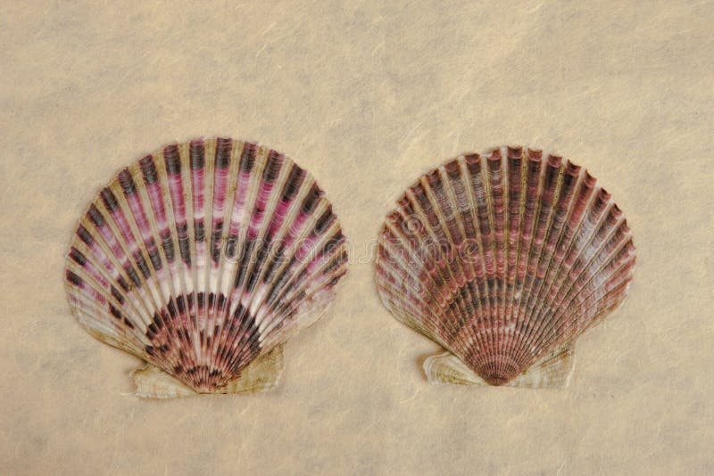 Two scallop shells. stock photo. Image of item, seashell - 43878706
