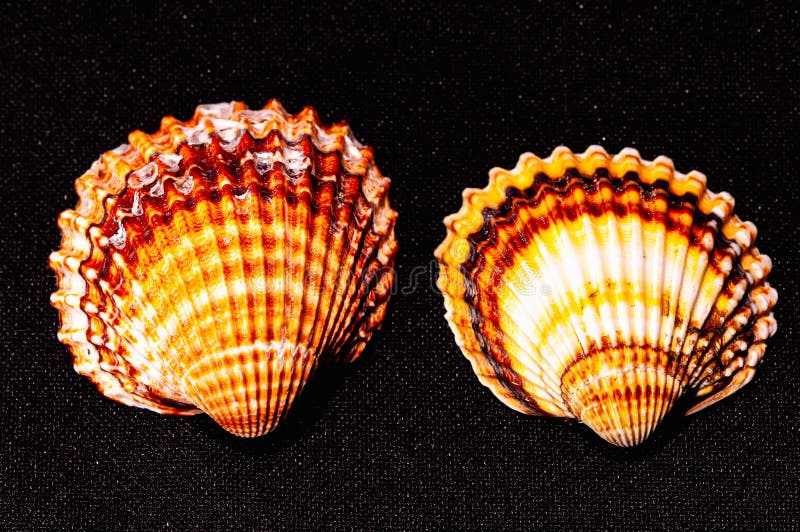 Two Scallop Shells, Outer Side with Ribs Stock Photo - Image of black ...