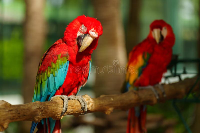 Two Scarlet Macaw (Ara Macao), Red Parrot on Wood Tree Branch Stock ...