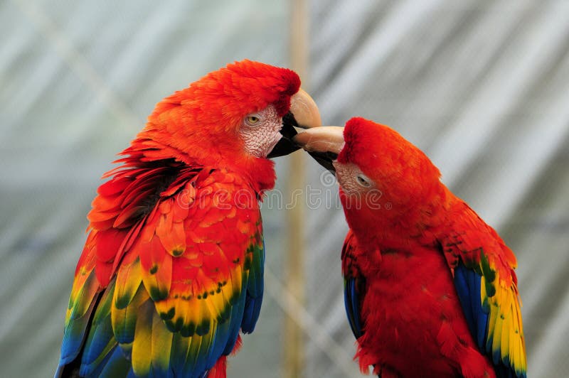Two Scarlet Macaw Birds stock image. Image of animal - 23966507