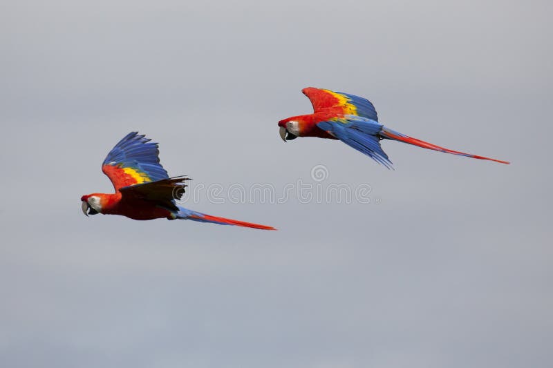 Scarlet Macaws in Flight stock photo. Image of nature - 100577246