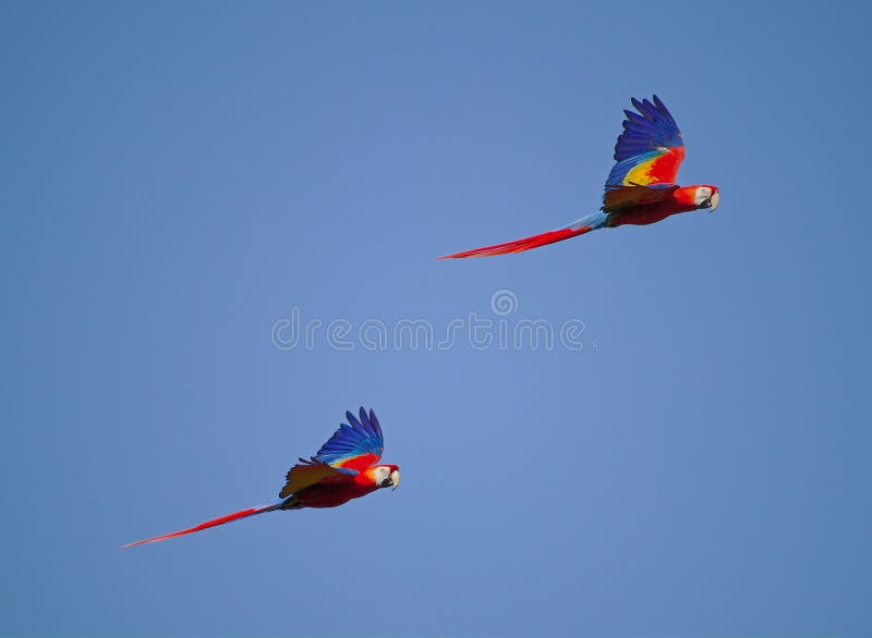 Red Macaw Flying In The Sky Stock Photo - Image of freedom, color: 13414860