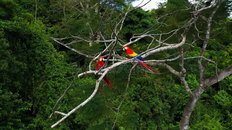 Two Scarlet Macaws Perched on a Branch in a Lush Rainforest Canopy ...