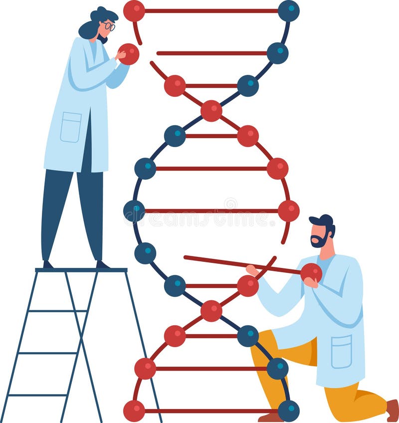 Two Scientists Building a Dna Model are Conducting Genetic Research ...