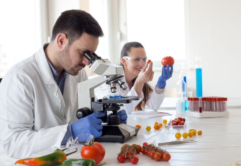 Scientists with Vegetables in Laboratory Stock Photo - Image of ...