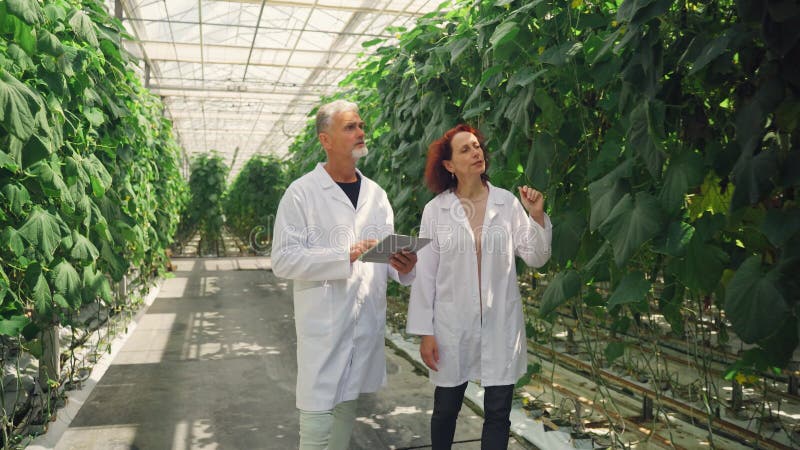 Two Scientists Walk through a Greenhouse Discussing Growing Organic ...