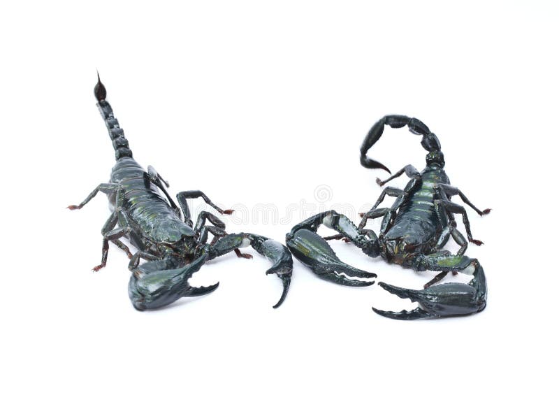 Two scorpions. stock image. Image of single, black, scorpio - 33630741