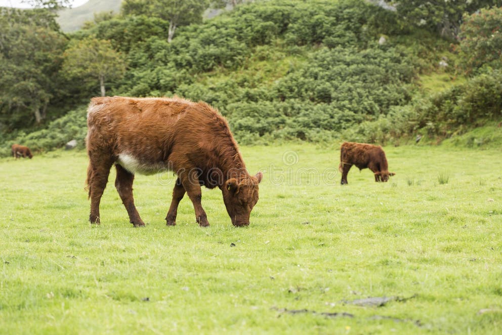 Scottish Highlander on the Grass Stock Image - Image of farming, mamals ...