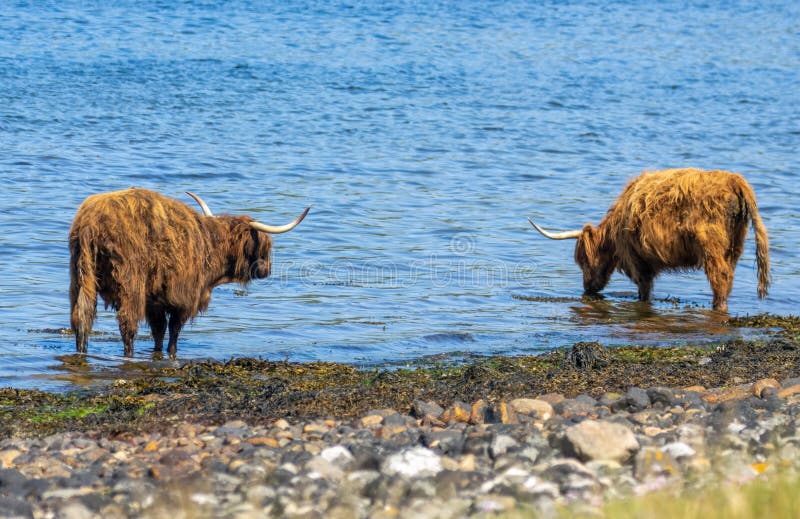 Two Scottish Highland Cows in the Water Stock Photo - Image of lake ...
