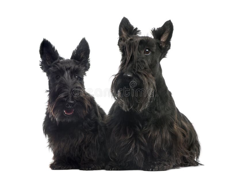 Scottish Terrier stock photo. Image of aberdeen, scottie - 16661152