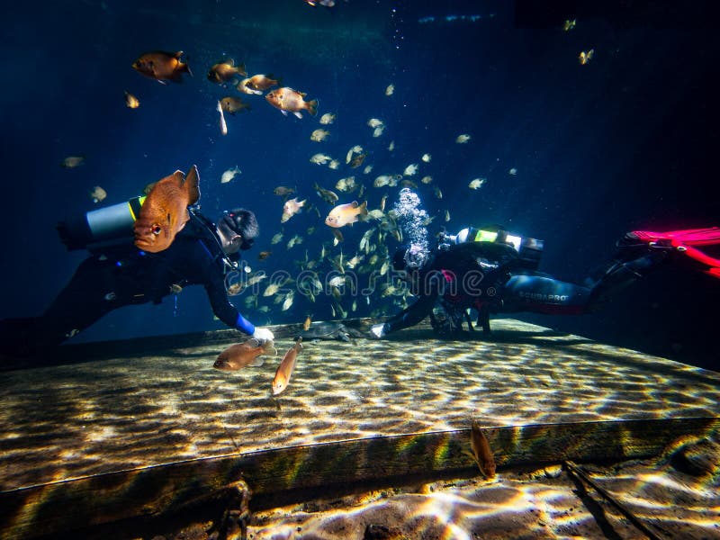 Two Scuba Divers Interacts with Virgil the Turtle on a Dive Platform at ...
