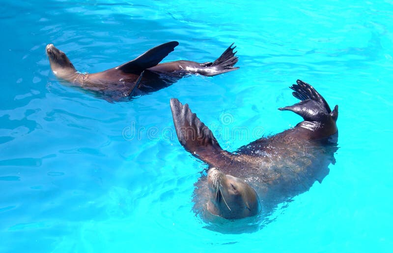 Two Sea Animals stock image. Image of seal, play, america - 159091