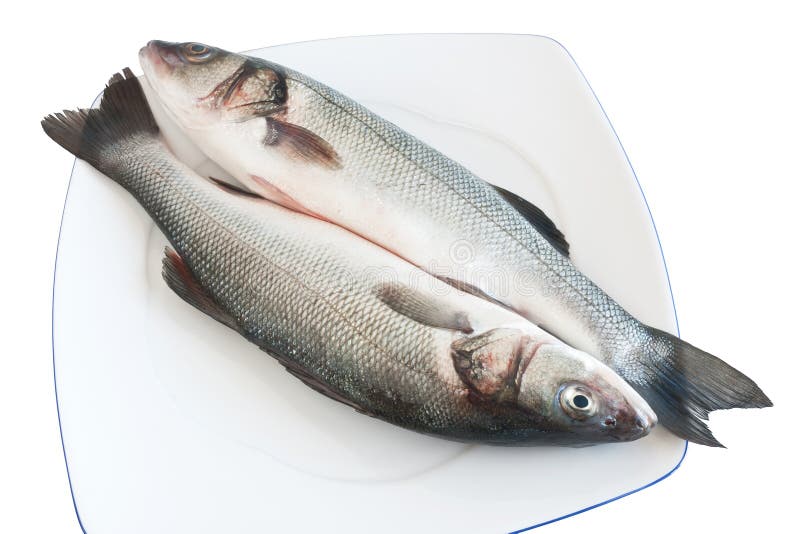 Sea bass stock photo. Image of seafood, dish, dinner - 17223202