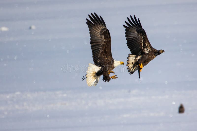 Sea Eagles Flying Above the Blue Sea Stock Photo - Image of wing, wild ...
