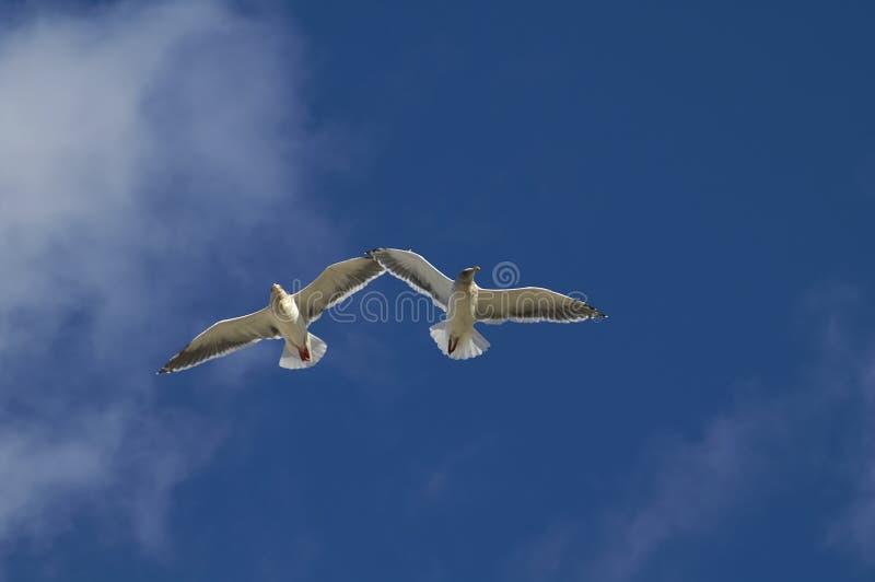 Two Sea Shells Picture. Image: 933666