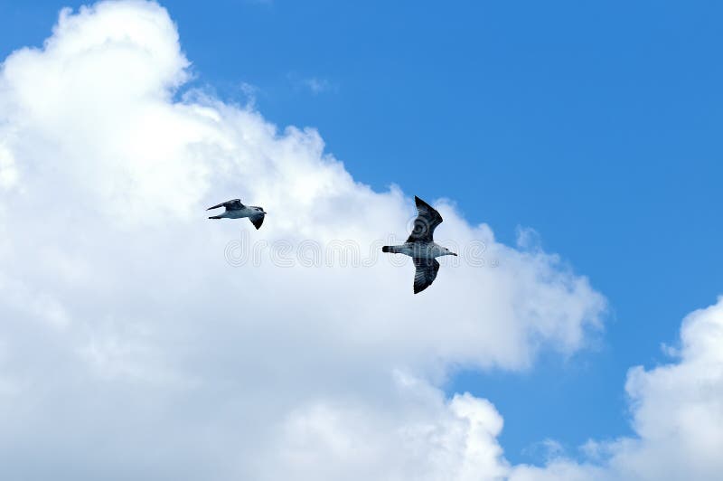 Two Sea Gulls in Flight Against of Blue Sky Stock Photo - Image of ...