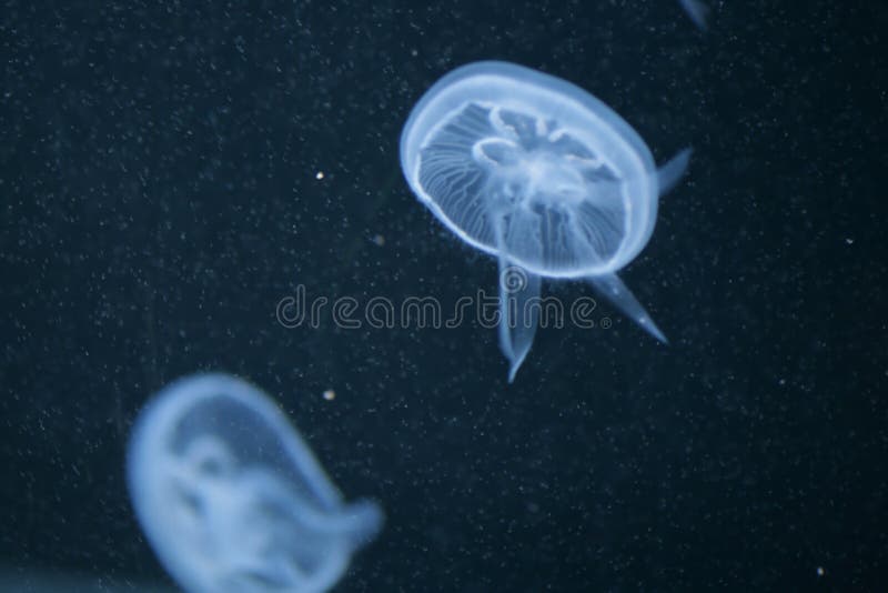 Two Sea Shells Picture. Image: 933666