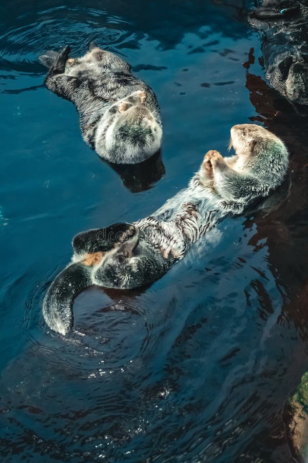 Two sea Otter floating stock photo. Image of animal - 141321566
