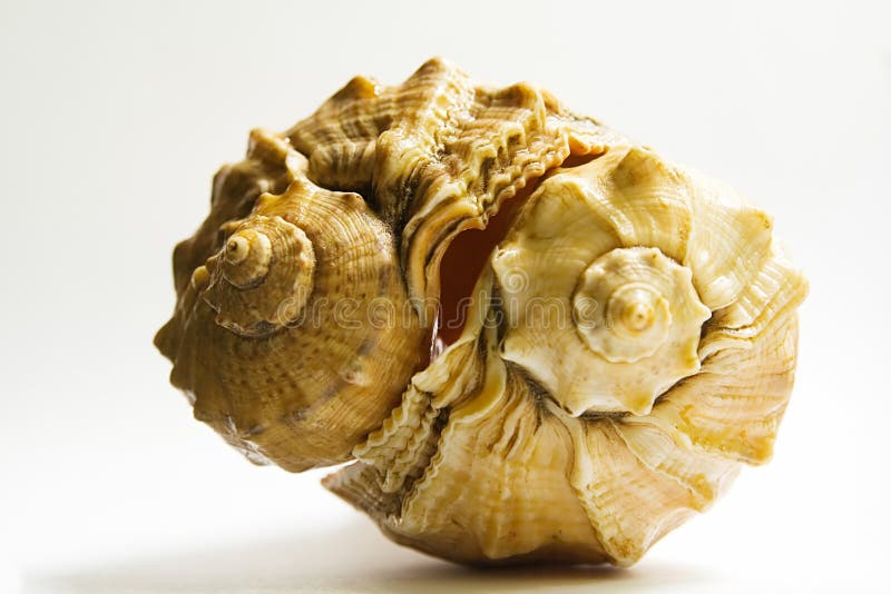 Two Sea Shell - 5 Picture. Image: 810888