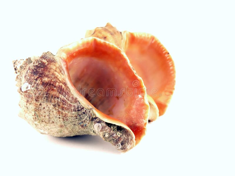 Two sea shells stock image. Image of shell, prepared - 11529623