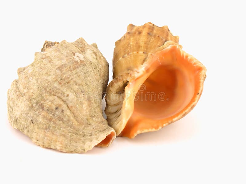 Two sea shells stock image. Image of prepared, molluscs - 11529635