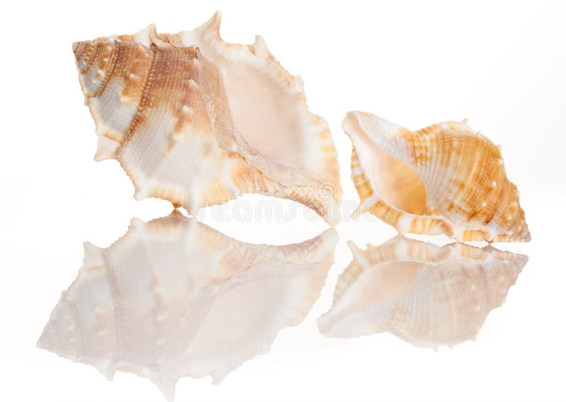 Two Sea Shells Picture. Image: 933666