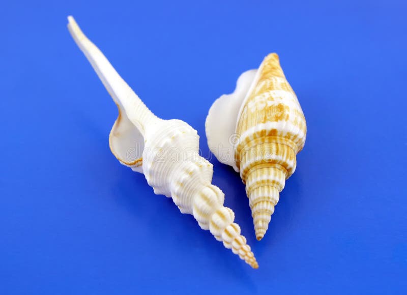 Two Sea Shells Picture. Image: 933666