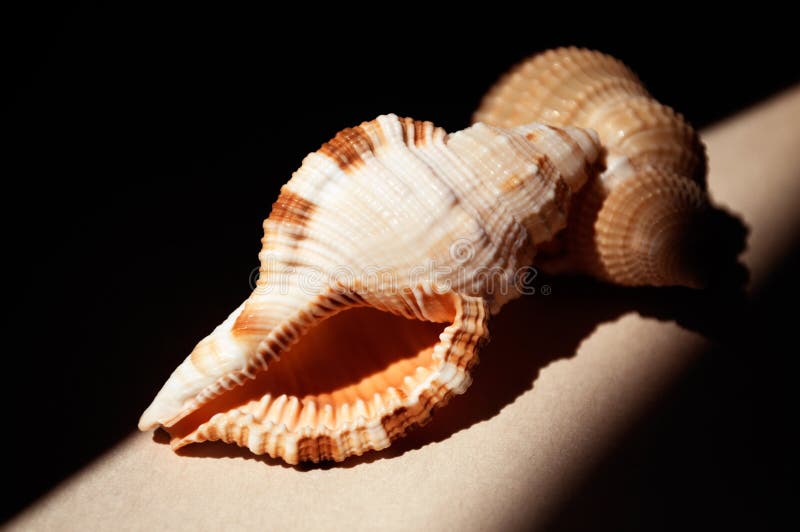 175 Valve Sea Shell Image Stock Photos - Free & Royalty-Free Stock ...
