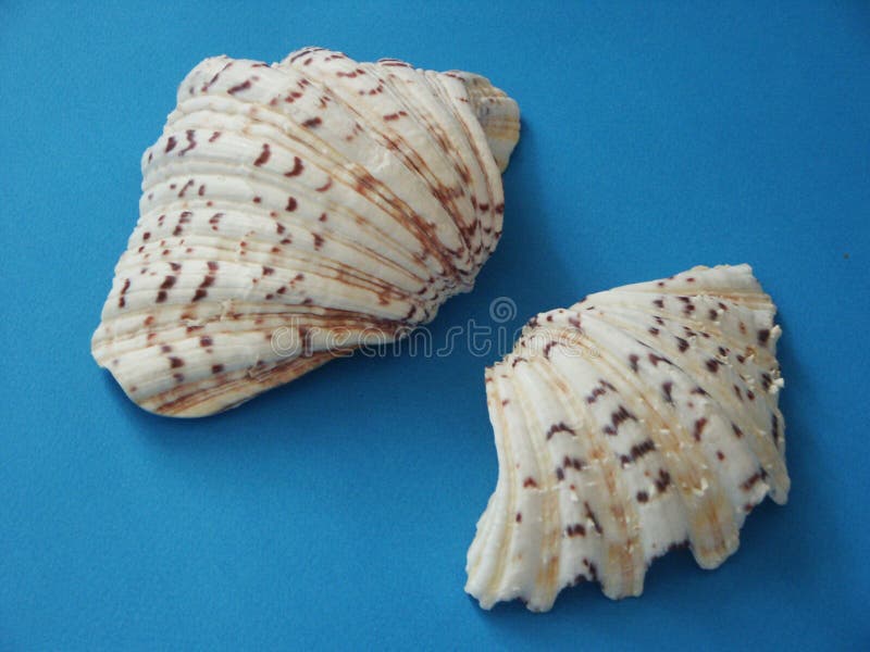 Two Sea Shells Picture. Image: 933666