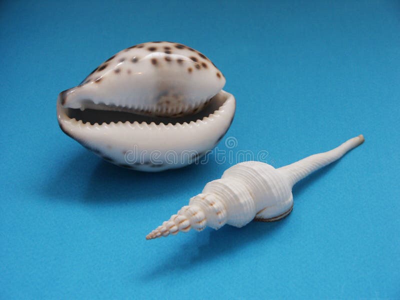 Two Sea Shells Picture. Image: 933666