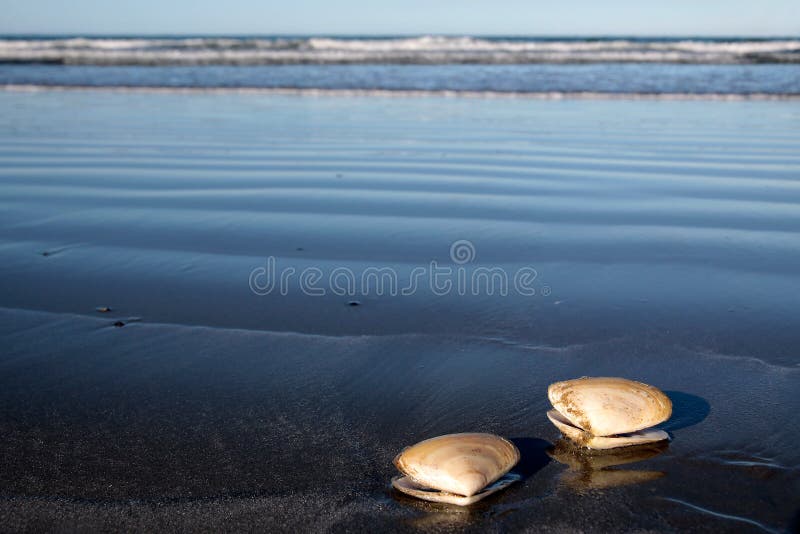 Two Sea Shells Picture. Image: 933666