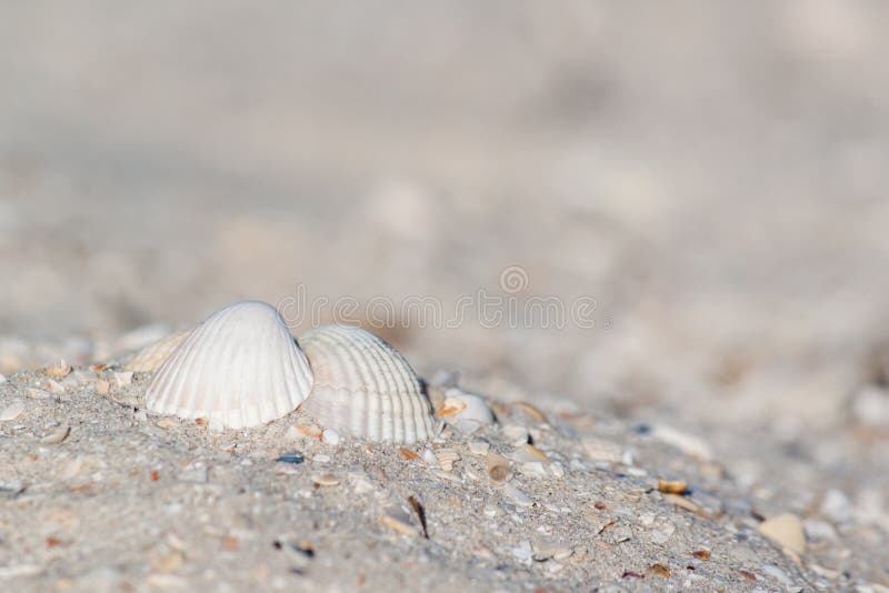 Shells on the Beach. Background Stock Image - Image of beach ...