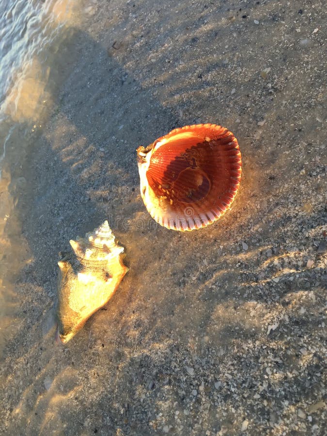 Small Queen Conch and Shell on Beach Stock Image - Image of missing ...