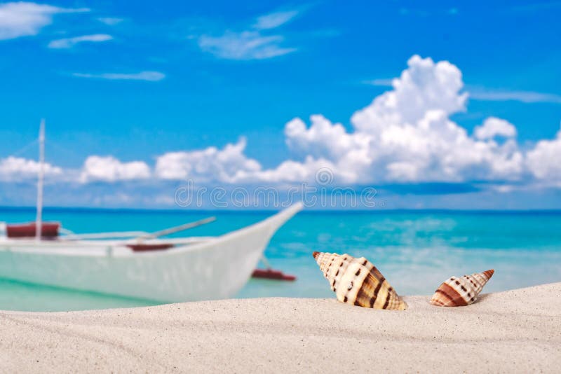 Two Sea Shells Picture. Image: 933666