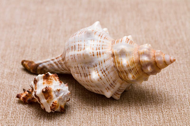 Two Sea Shells Picture. Image: 933666