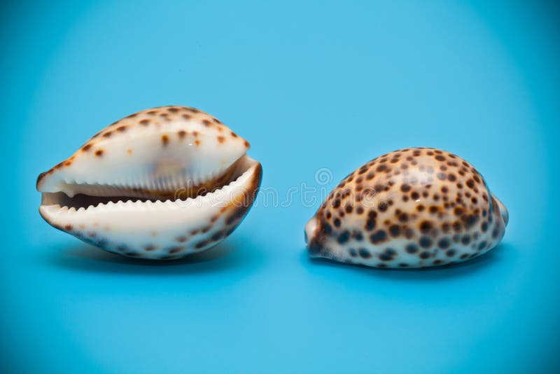 Two Sea Shells Picture. Image: 933666