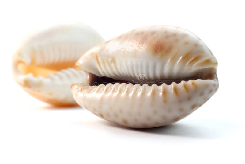 Two Sea Shells Picture. Image: 933666