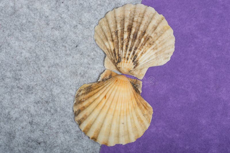 Two Flat Sea Shells On The Sand Stock Photo - Image of empty ...