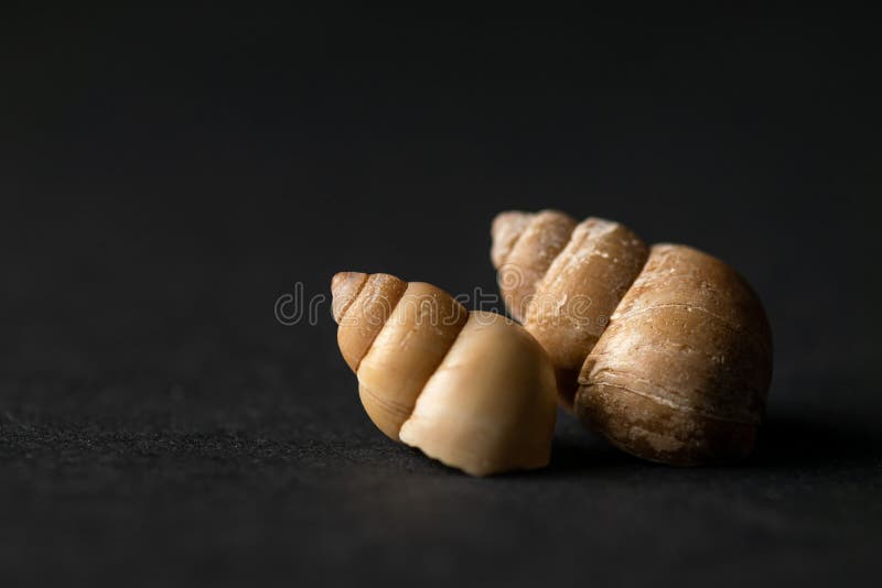 Two Sea Shells Picture. Image: 933666