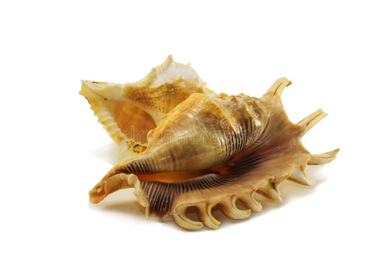 Two Sea Shells Picture. Image: 933666