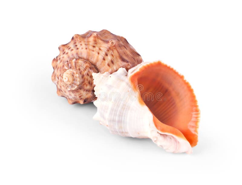 Two Sea Shells Picture. Image: 933666