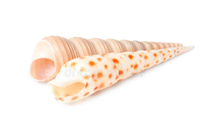 Two Sea Shells Picture. Image: 933666